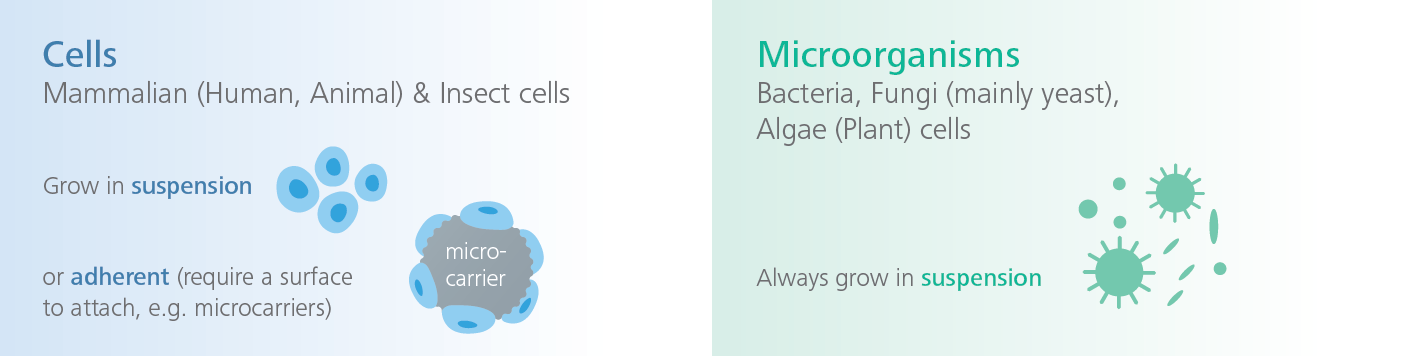IKA - How to Choose the Right Bioreactor for Your Research