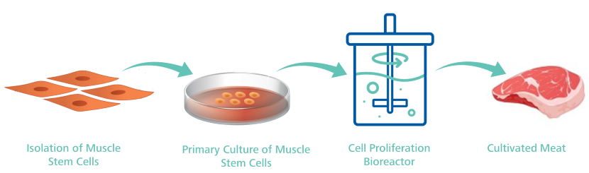 IKA - Bioreactor Applications in Cell Culture and Fermentation